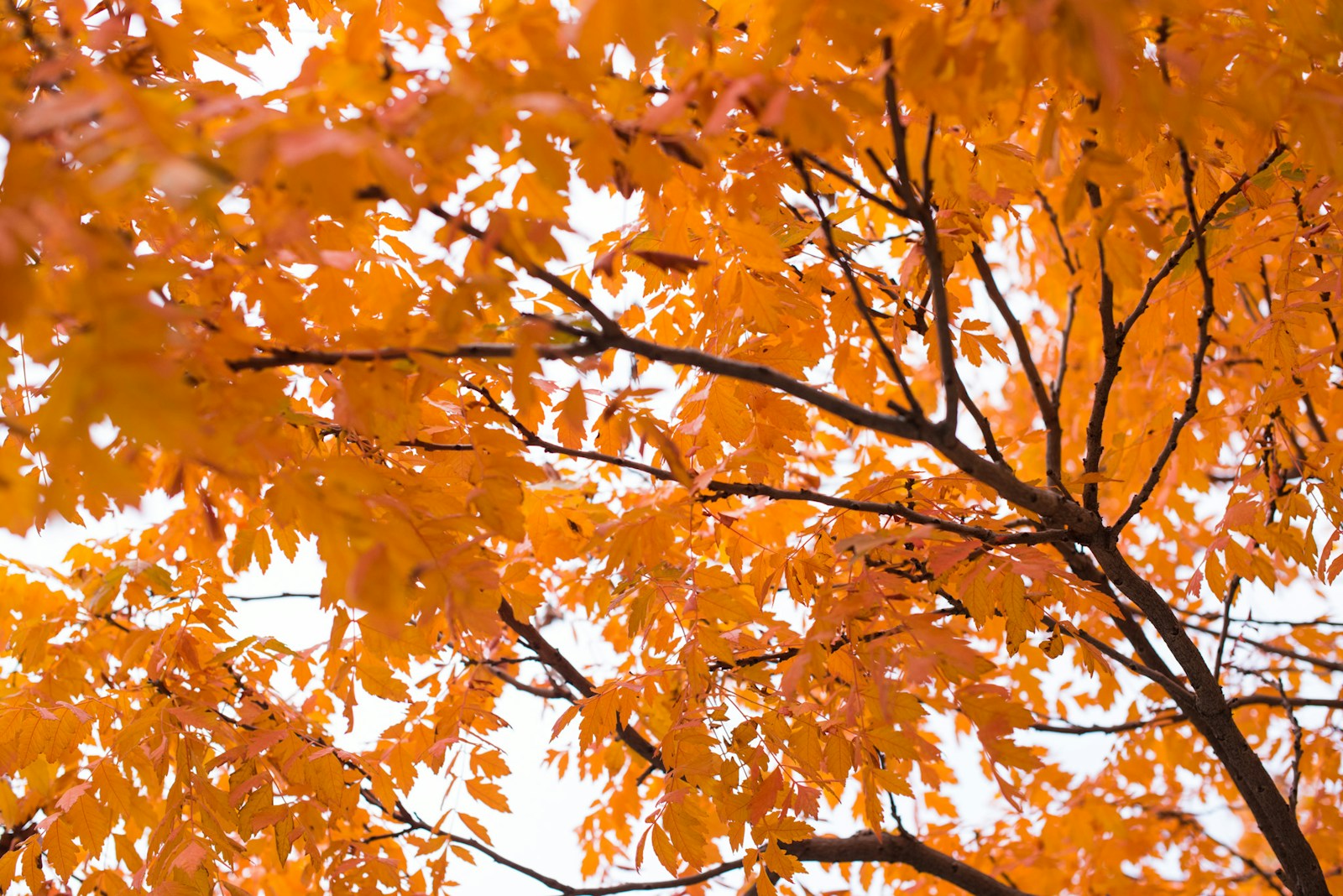 Family Tree Genealogy Application With React Draghici